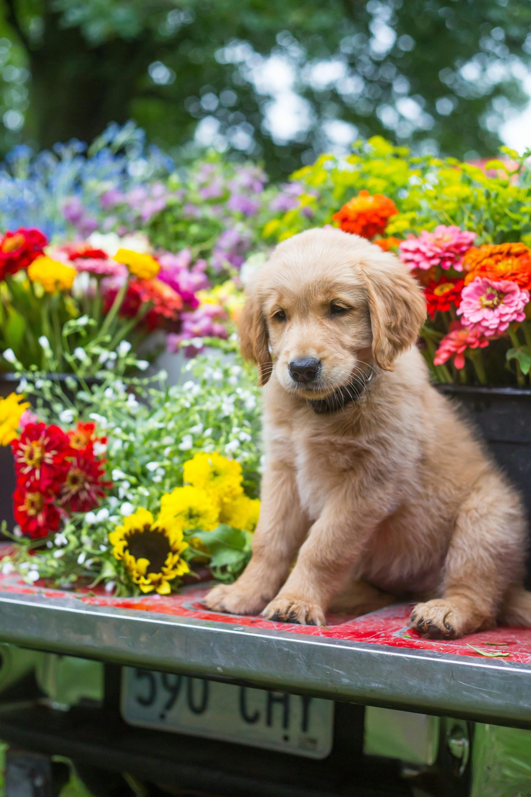 Flores Seguras para Perros y Gatos - Eventos Aloe